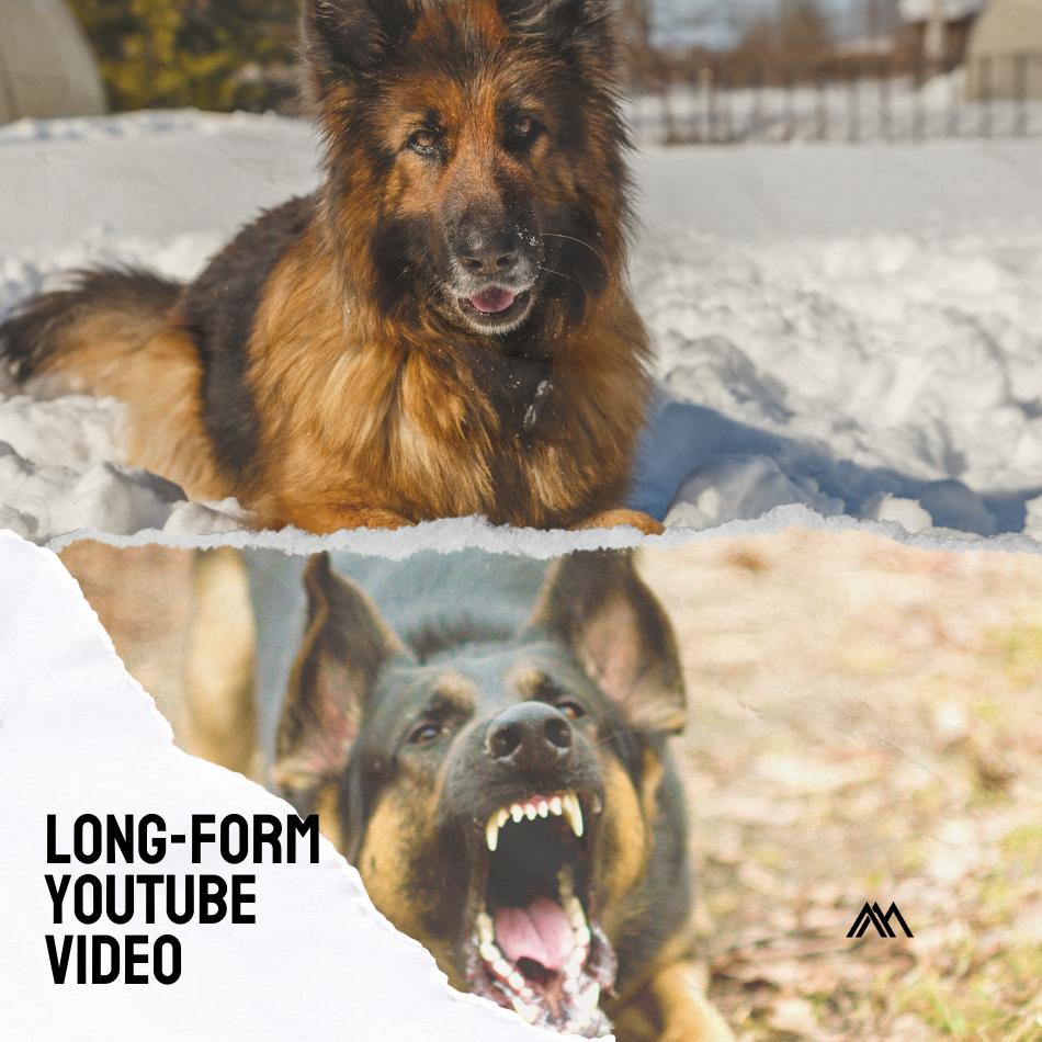 Can a German Shepherd Attack Its Owner? - Mitrovic Alek
